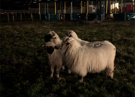 Walby Farm Park - 50 Great Cumbrian Experiences | Visit Lake District